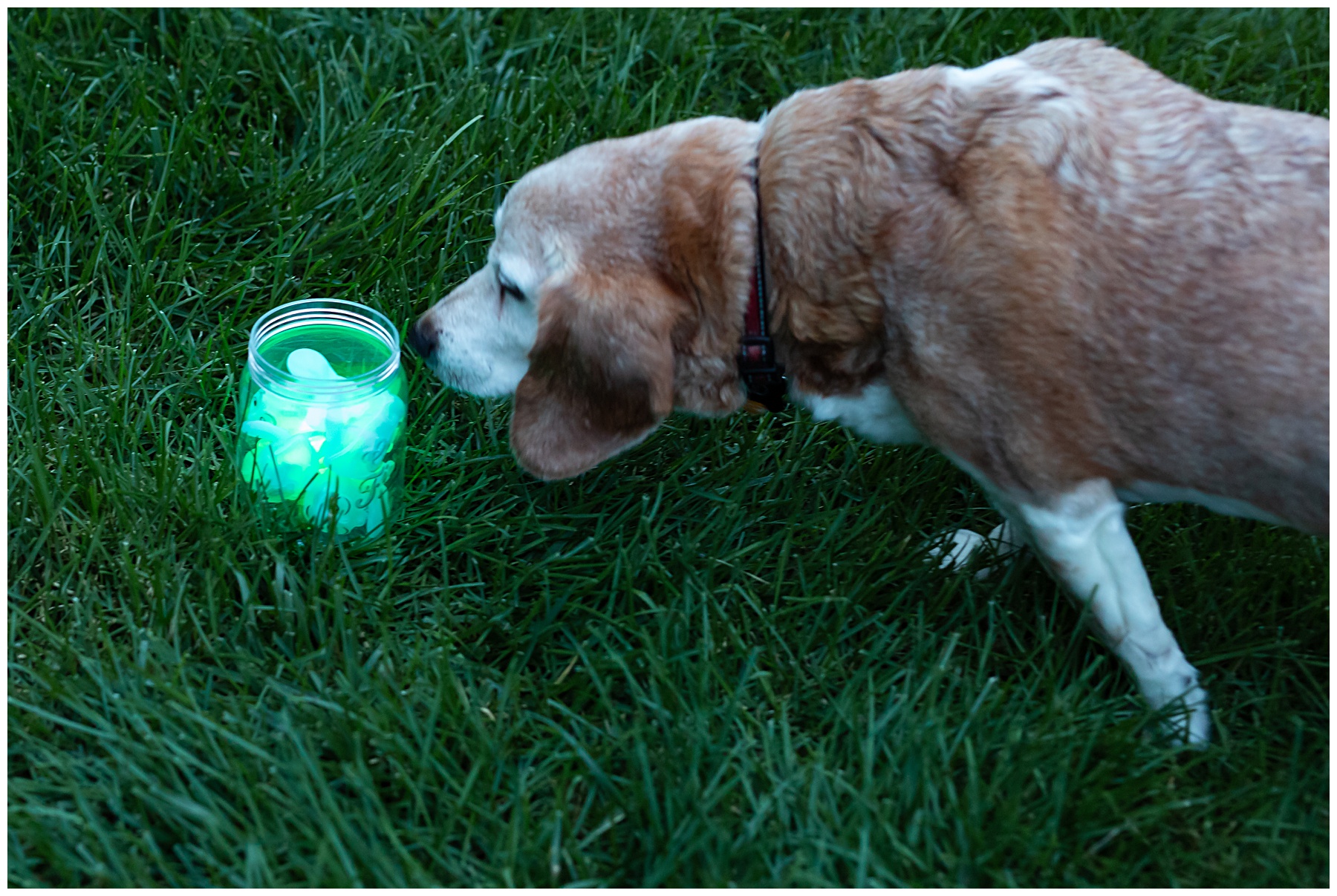 Chasing Fireflies ~ A Timberdoodle Review - Heather O'Steen Photography